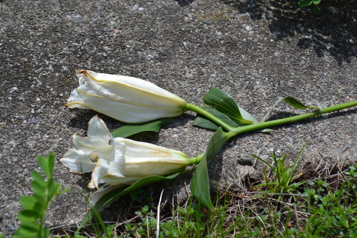 Program – Equitable Disposition Alliance